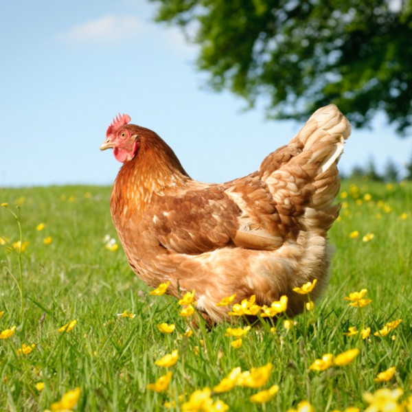 Birds & Poultry Archives - Greenpet