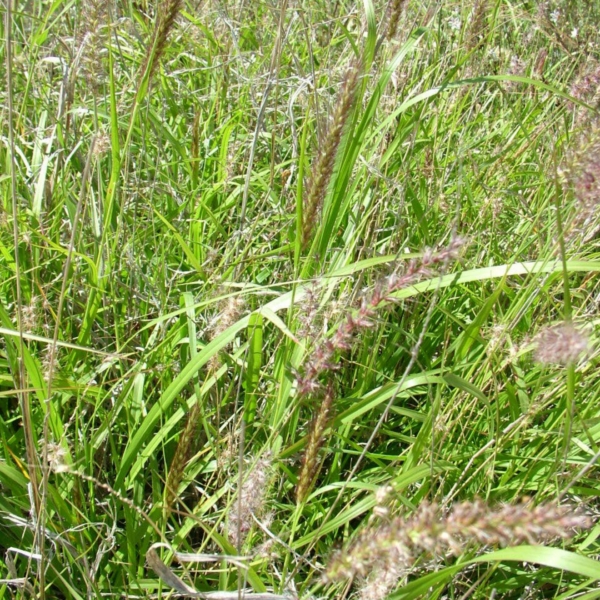 Buffel-Grass - Greenpet