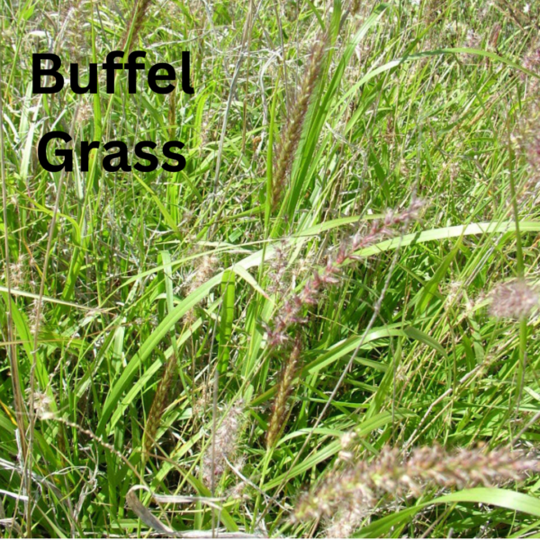 Buffel-Grass2-1 - Greenpet