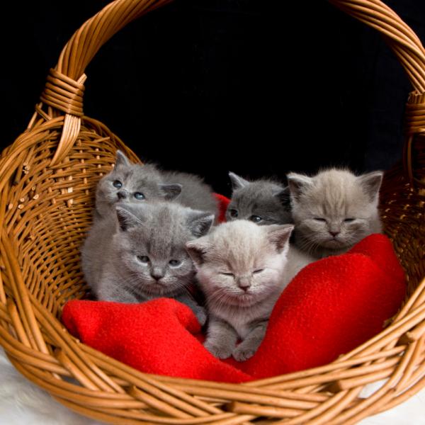 Product Categories - Greenpet