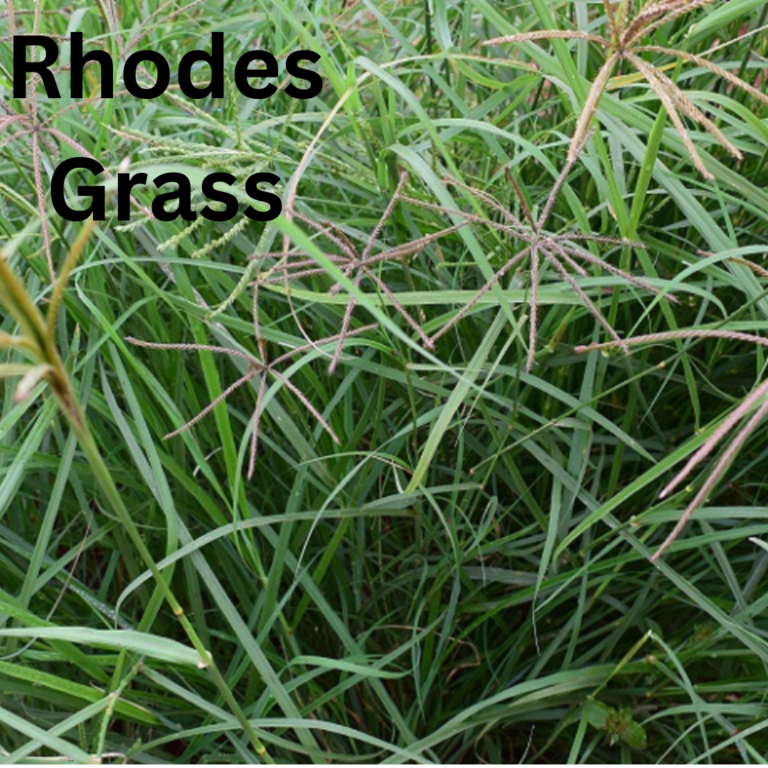 Rhodes-Grass2 - Greenpet