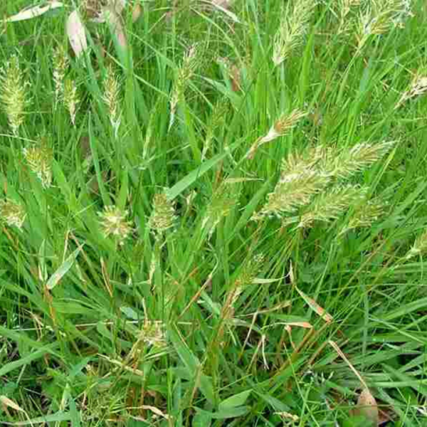 Grass Choices: Which is best for our Horses - Greenpet