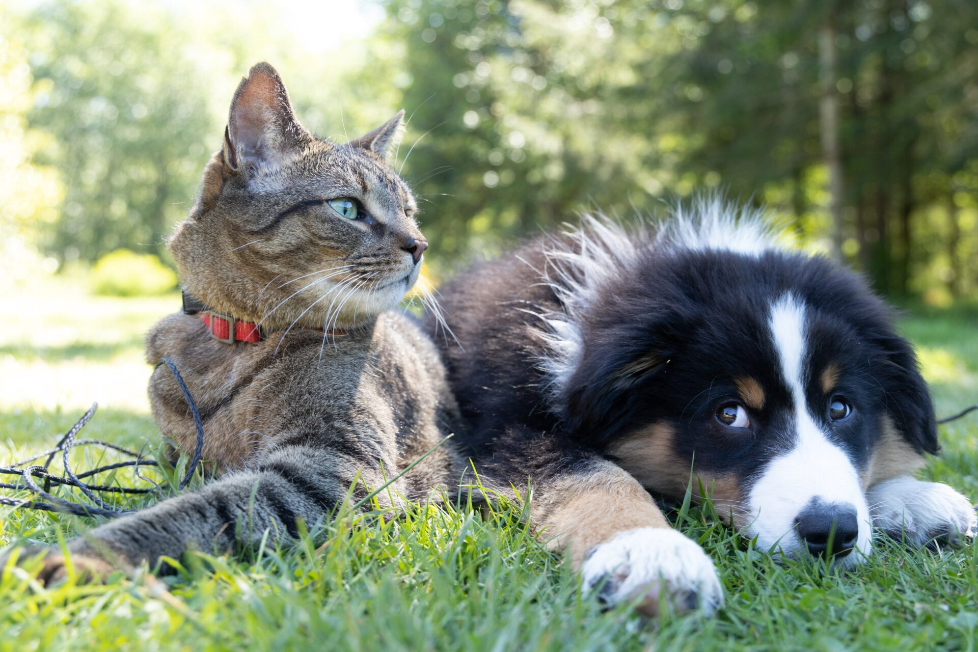 Leaky Gut in Dogs & Cats - Greenpet
