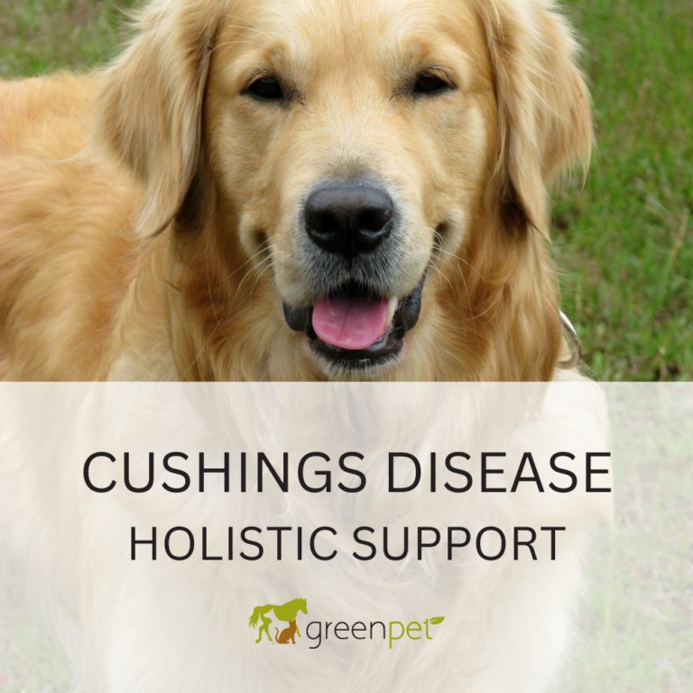 Canine Cushings Disease Holistic Support Guide - Greenpet