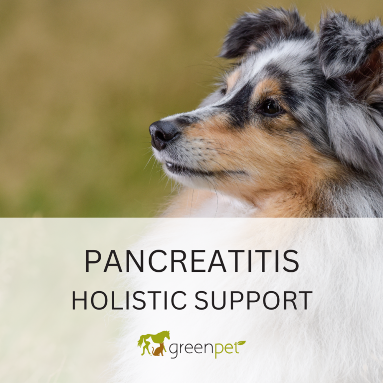 Canine Pancreatitis Holistic Support Guide - Greenpet