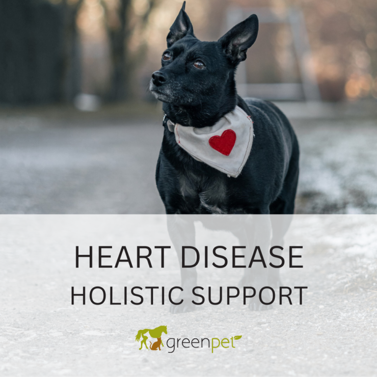 Canine Heart Disease Holistic Support Guide - Greenpet