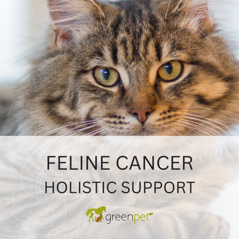 Feline Cancer Holistic Support Guide - Greenpet