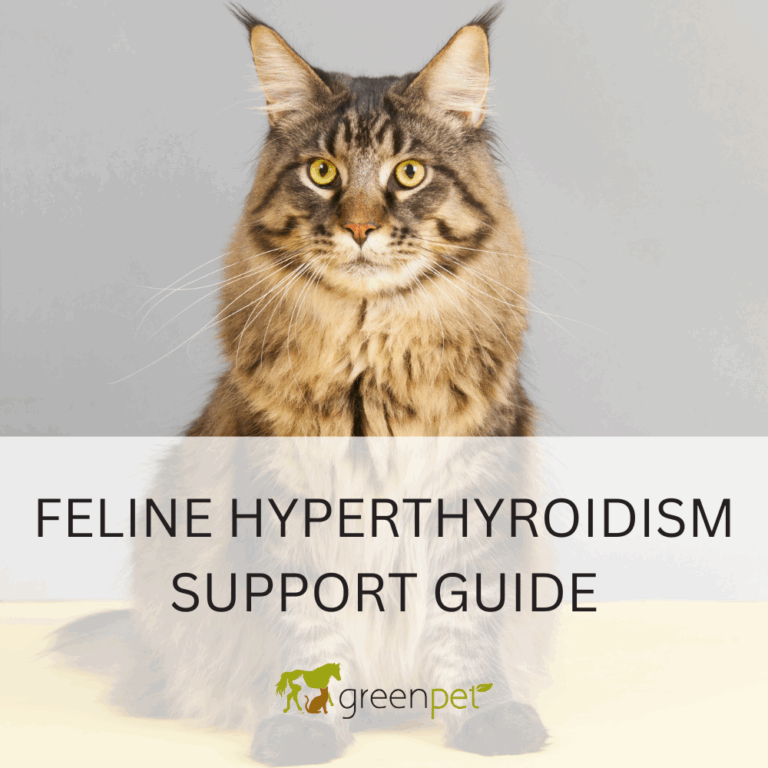 Feline Hyperthyroidism Holistic Support Guide - Greenpet