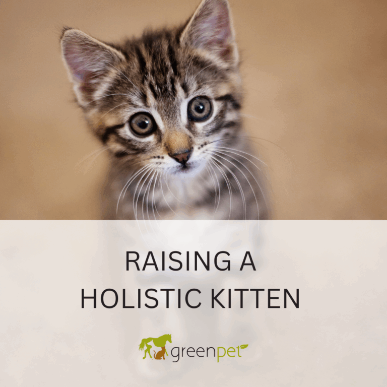 Raising A Holistic Kitten Guide - Greenpet