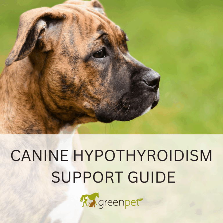 Canine Hypothyroidism Holistic Support Guide - Greenpet
